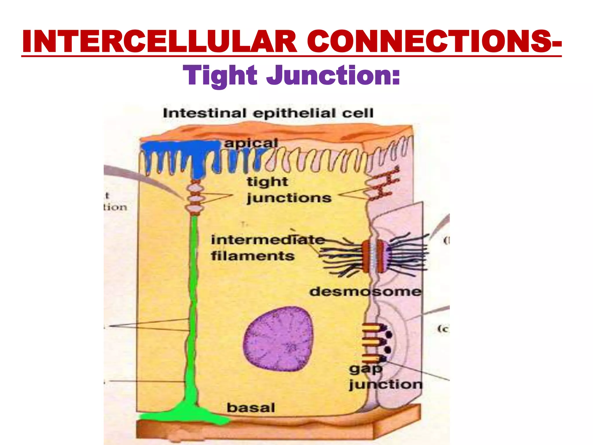 Cell & its organelles, inter cellular conections | PPSX