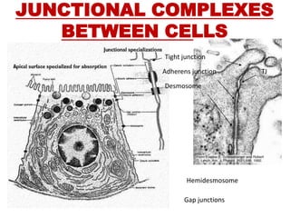Cell & its organelles, inter cellular conections | PPSX | Biological ...