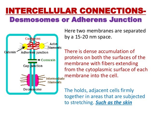 Cell & its organelles, inter cellular conections