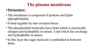 Cell & its structure.HAP-I ,B.Pharm.pptx