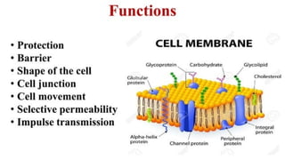 Cell & its structure.HAP-I ,B.Pharm.pptx