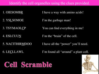 celljeopardygame.ppt an interactive gam | PPT