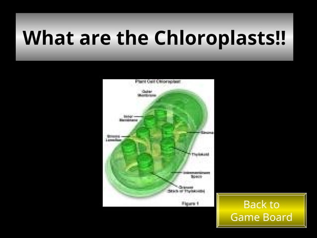 celljeopardygame.ppt an interactive gam | PPT