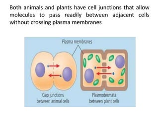 Cell junction | PPTX