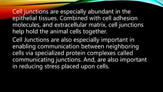 Cell junction | PPTX