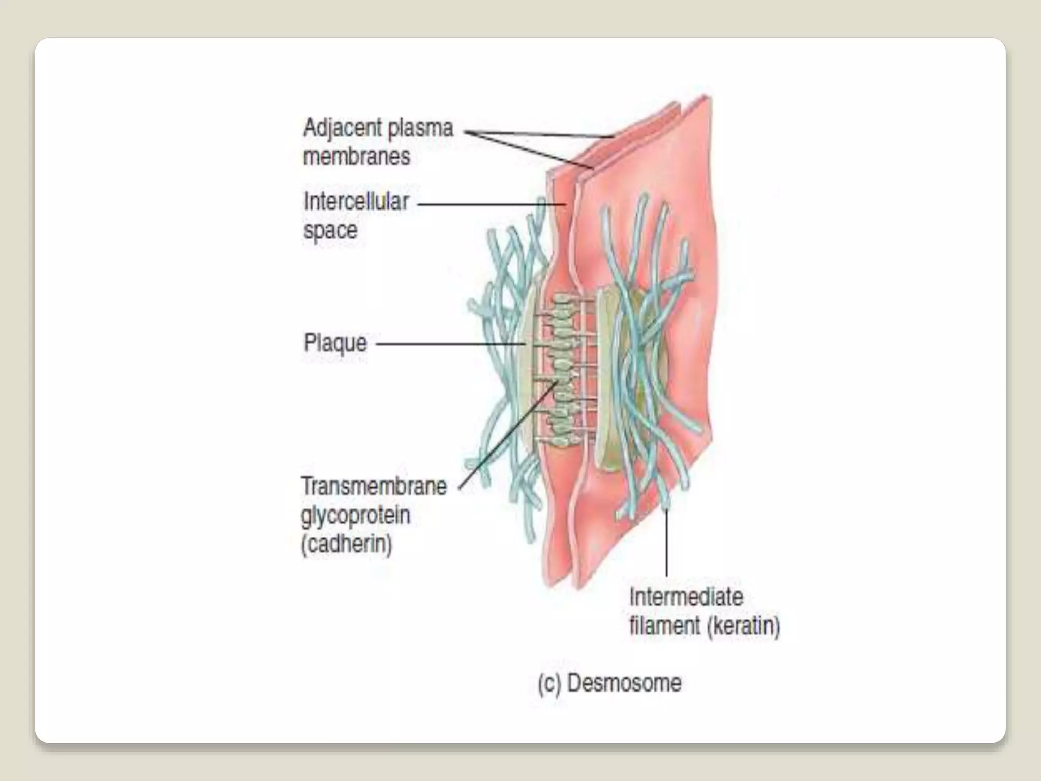 Cell Junction Pptx