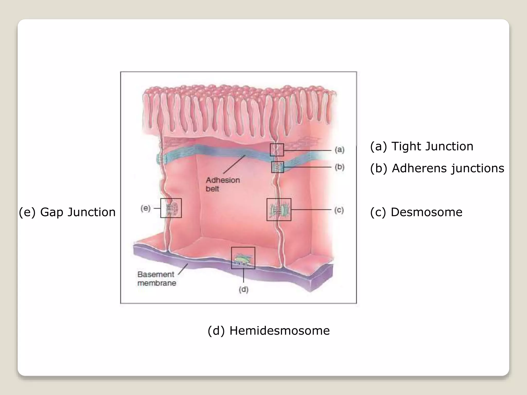 Cell_Junction.pptx
