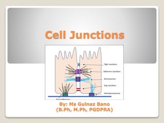 Cell_Junction.pptx