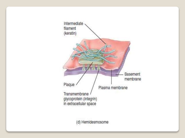 Cell Junction Pptx