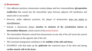 Cell Junction (Human Anatomy & Physiology) | PPTX