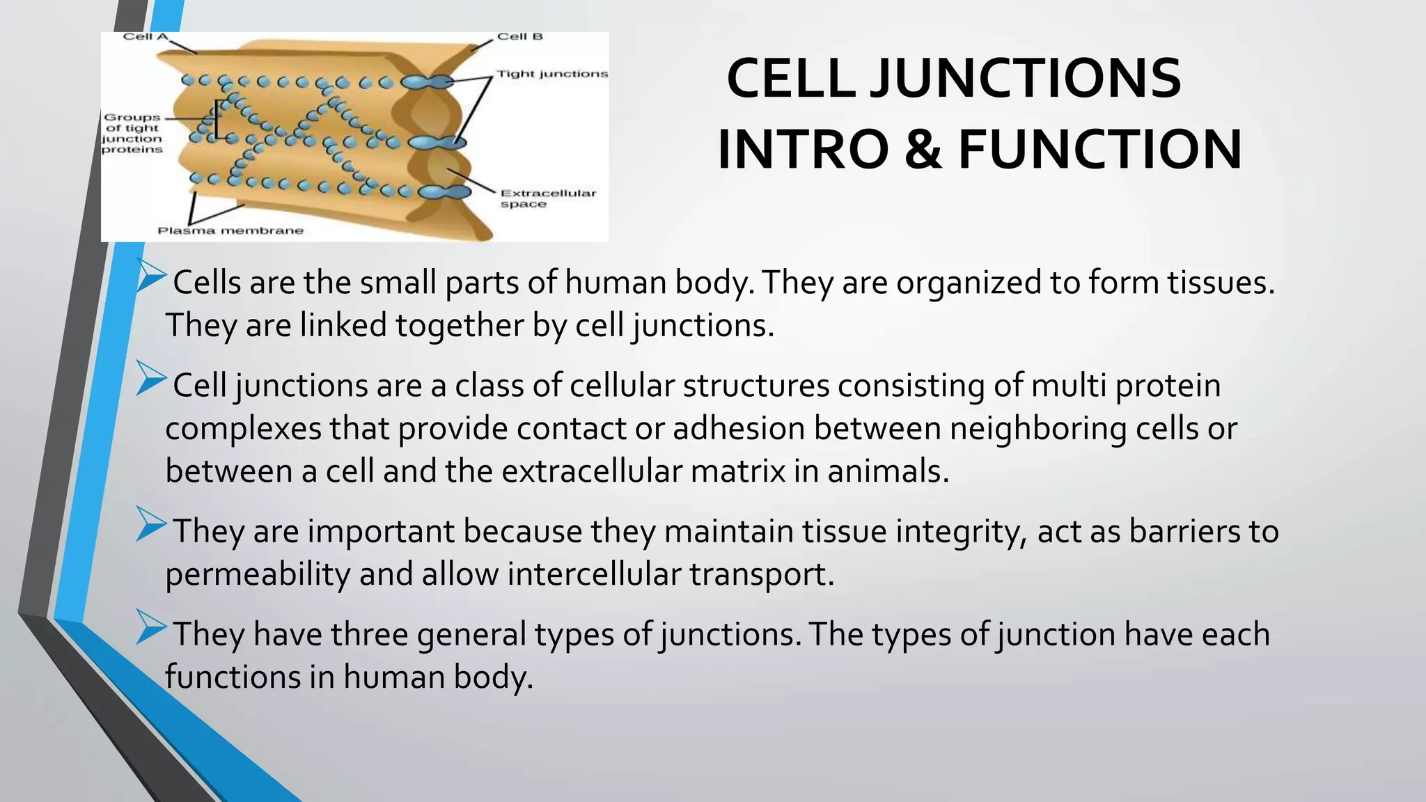 CELL JUNCTION-PRESENTATION-ALI RAZA TARIQ.docx.pptx