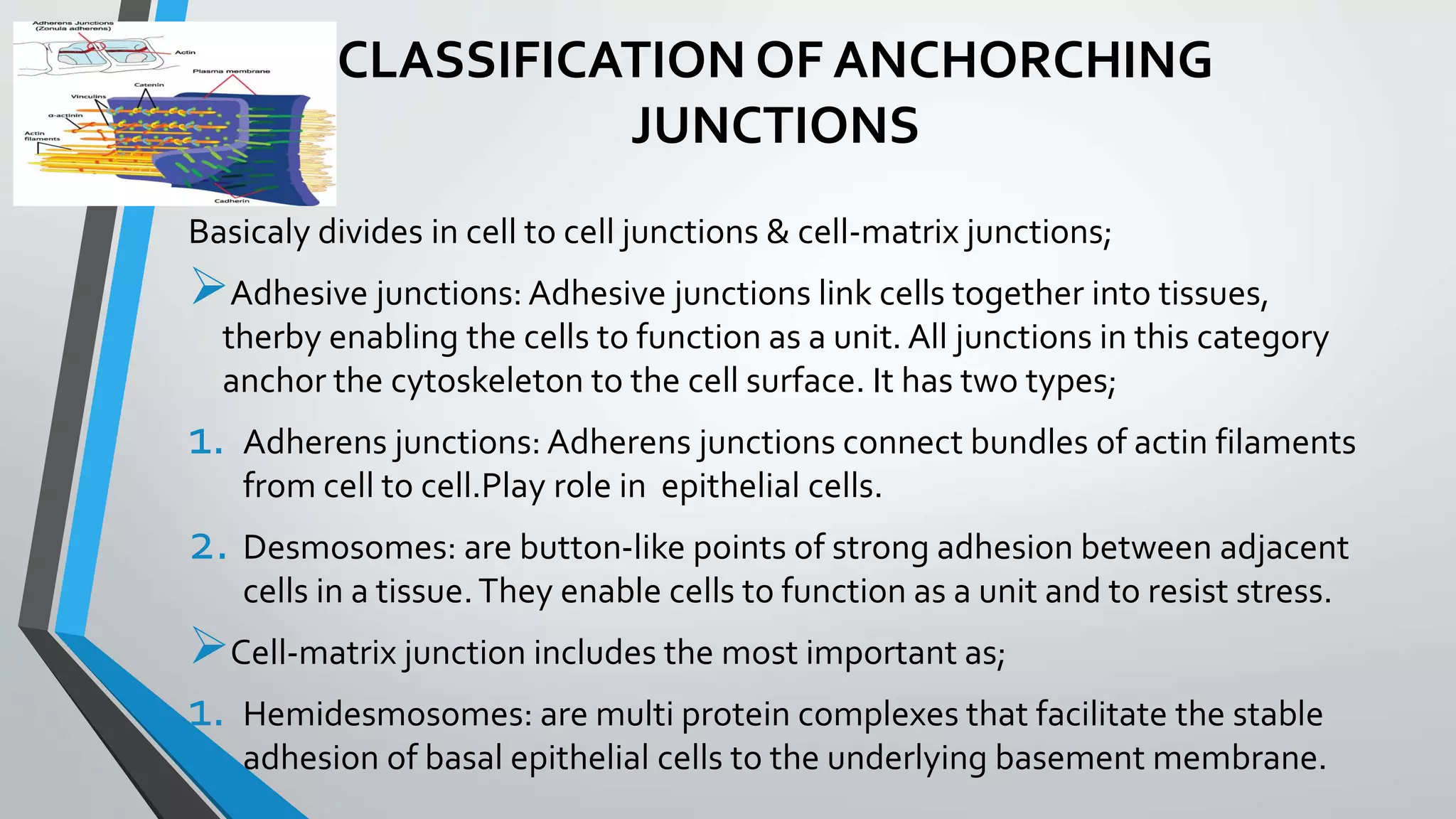 CELL JUNCTION-PRESENTATION-ALI RAZA TARIQ.docx.pptx