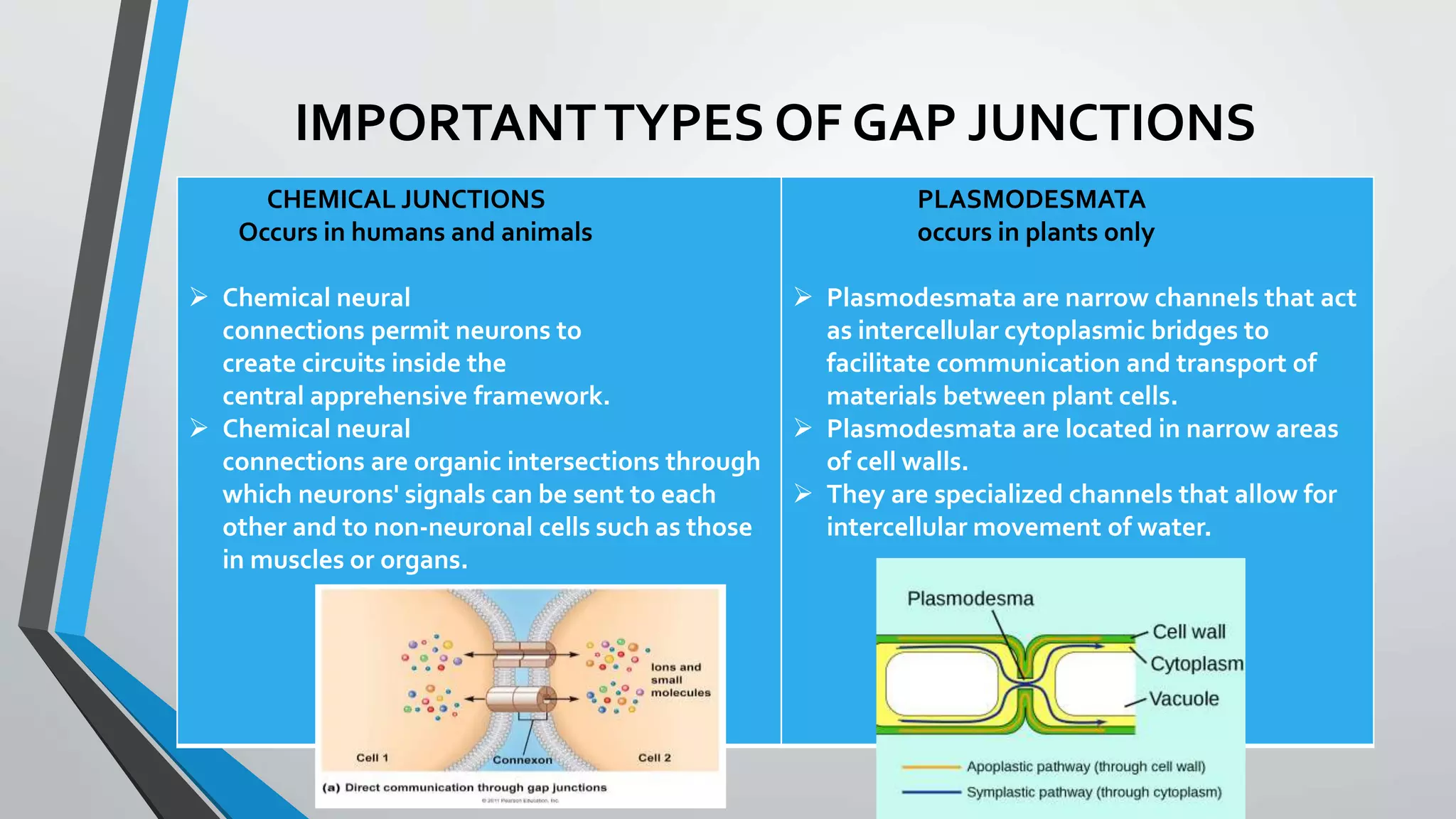 CELL JUNCTION-PRESENTATION-ALI RAZA TARIQ.docx.pptx