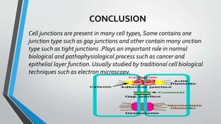 CELL JUNCTION-PRESENTATION-ALI RAZA TARIQ.docx.pptx