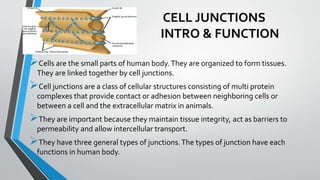 CELL JUNCTION-PRESENTATION-ALI RAZA TARIQ.docx.pptx
