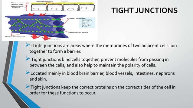CELL JUNCTION-PRESENTATION-ALI RAZA TARIQ.docx.pptx