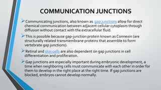 CELL JUNCTION-PRESENTATION-ALI RAZA TARIQ.docx.pptx