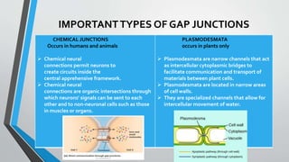CELL JUNCTION-PRESENTATION-ALI RAZA TARIQ.docx.pptx