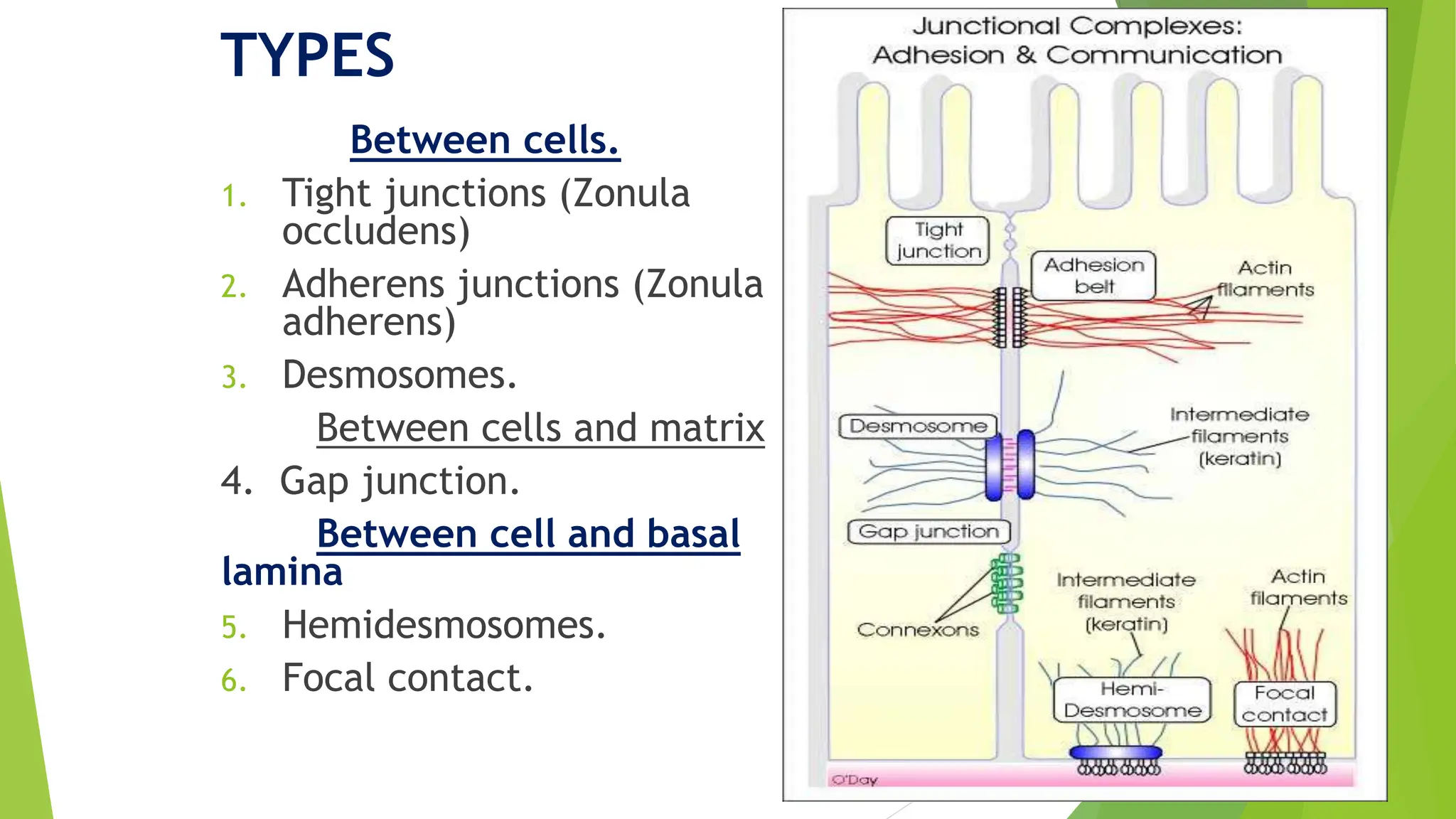 cell junction ppt dr huma beenish (1).pptx