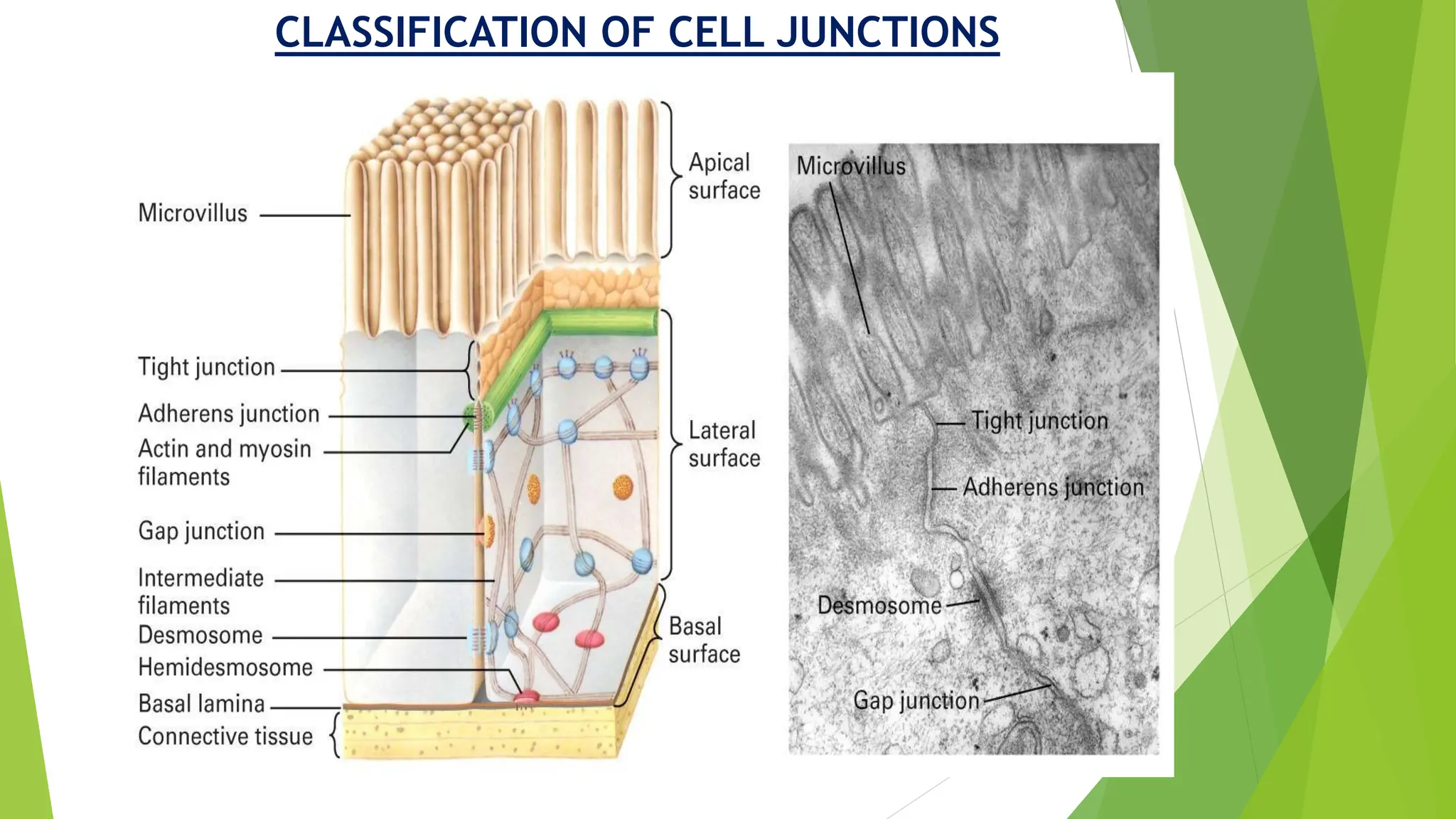 cell junction ppt dr huma beenish (1).pptx