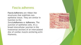 cell junction ppt dr huma beenish (1).pptx