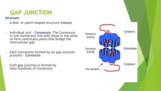 cell junction ppt dr huma beenish (1).pptx
