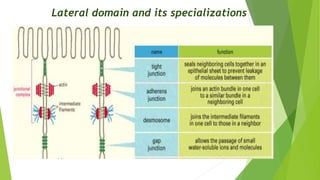 cell junction ppt dr huma beenish (1).pptx