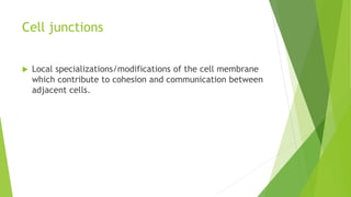 cell junction ppt dr huma beenish (1).pptx