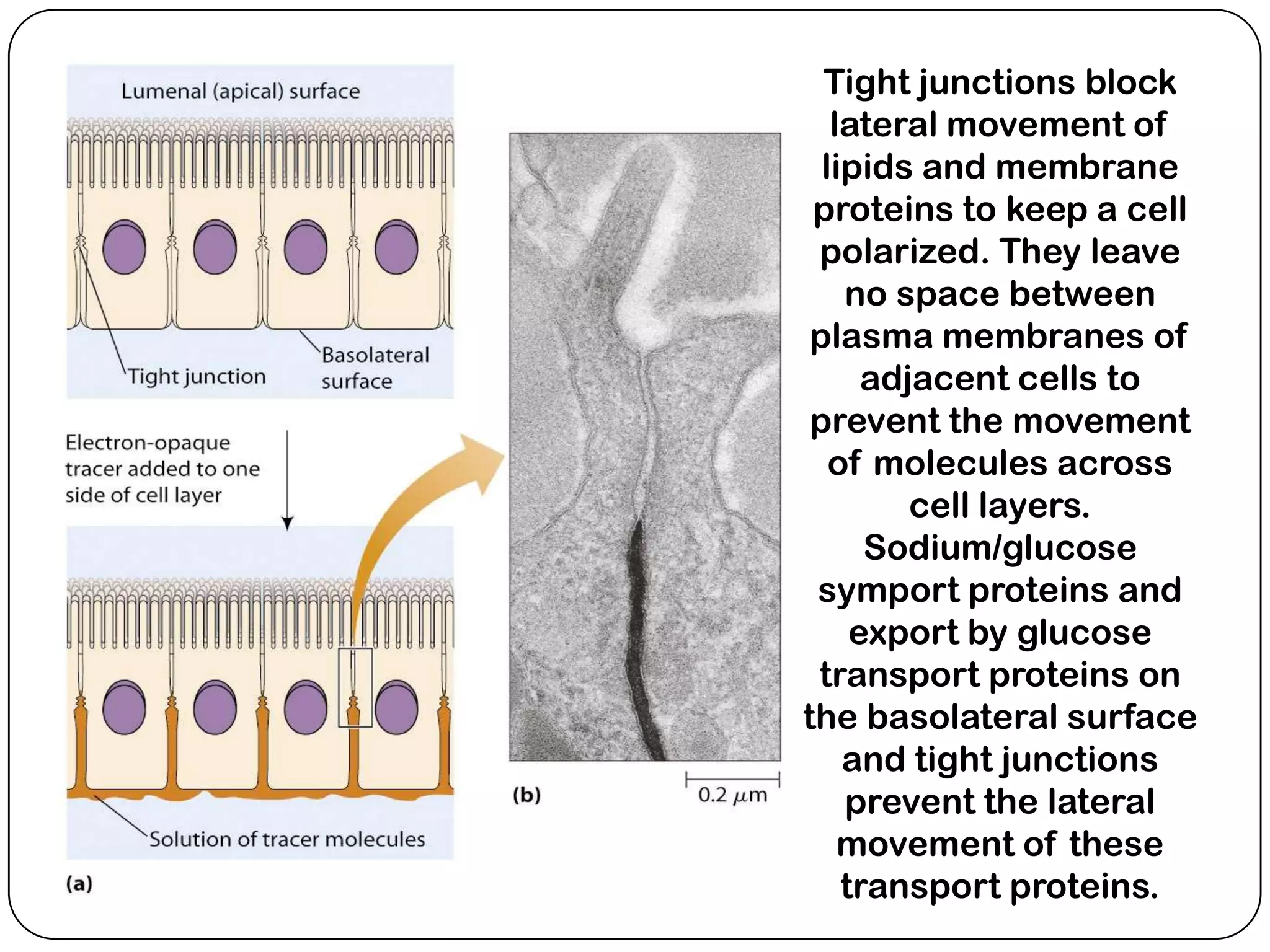 Cell junctions | PPTX