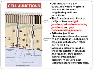 Cell junctions | PPTX