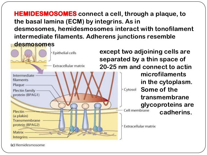 Cell junctions
