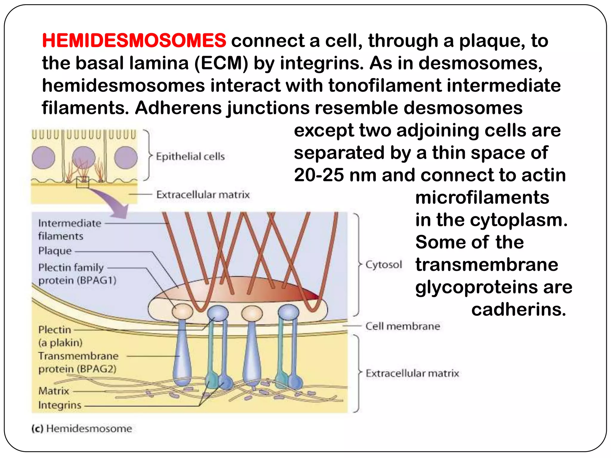 Cell junctions | PPTX
