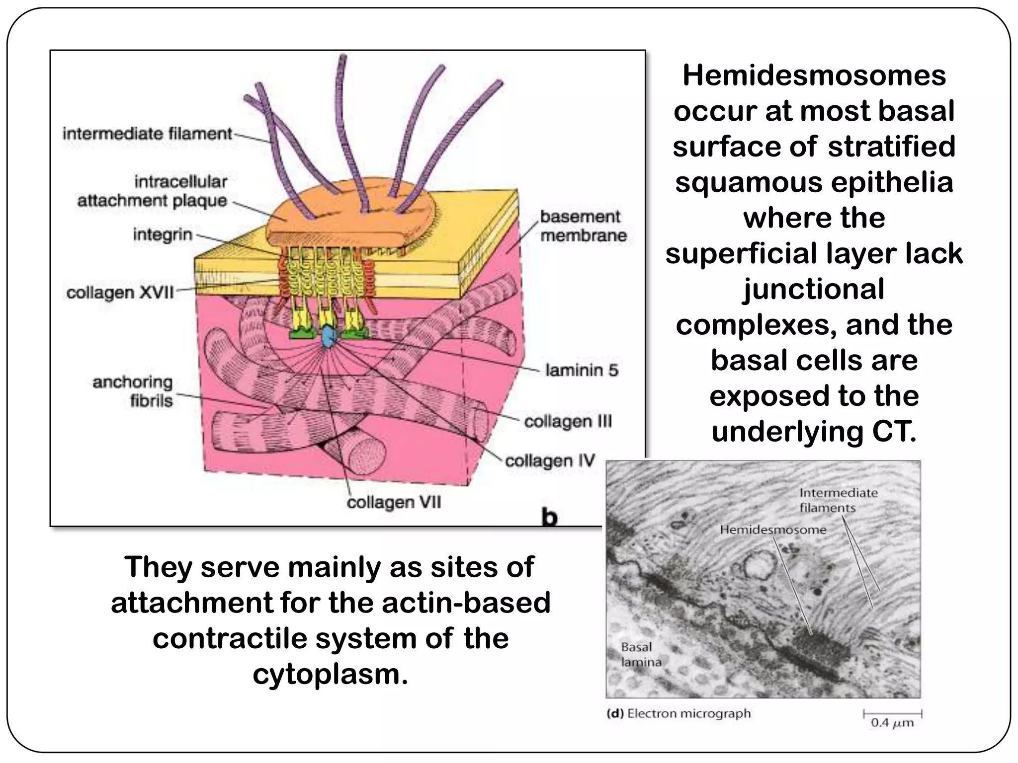 Cell junctions | PPTX