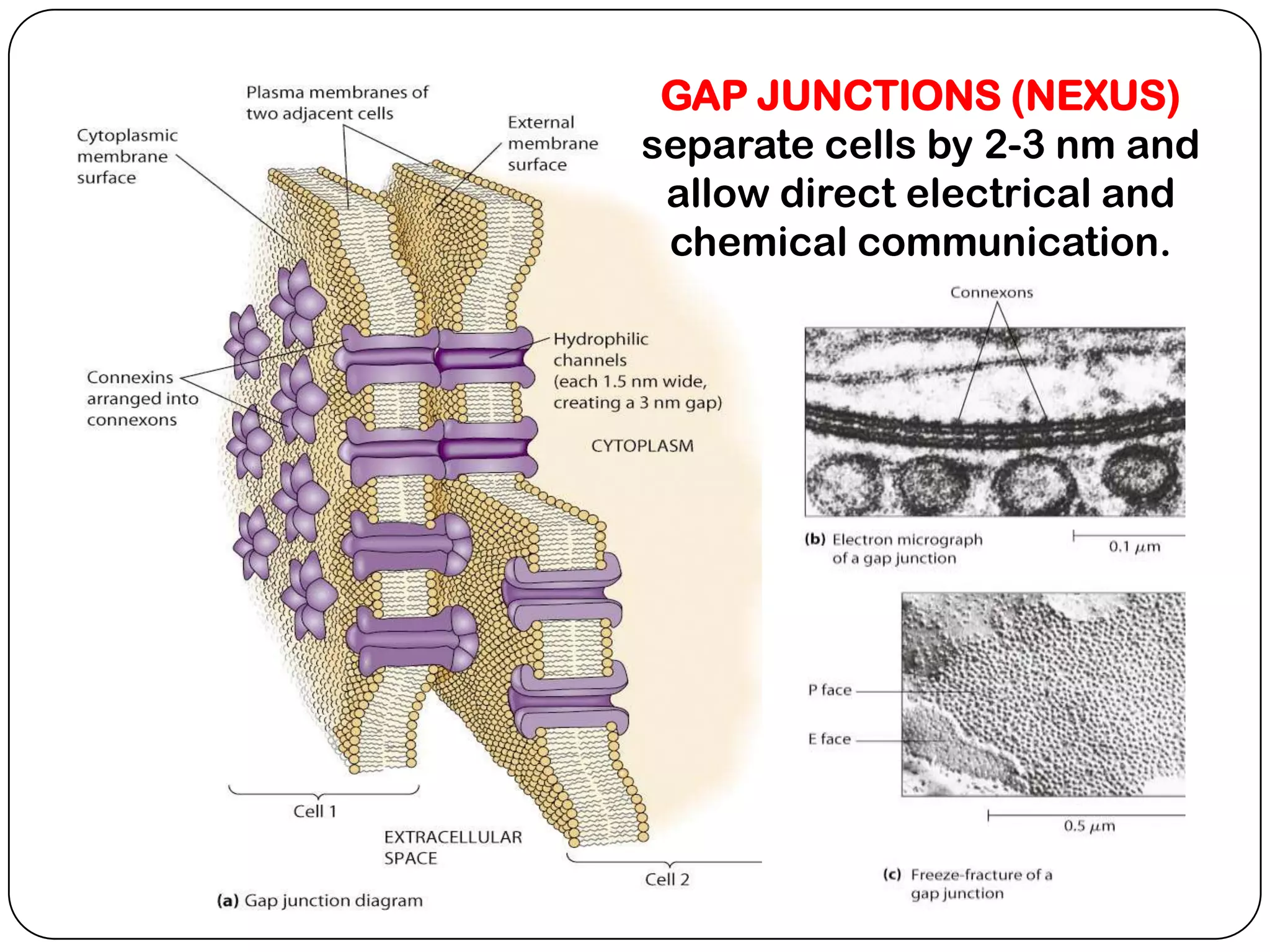 Cell junctions | PPTX