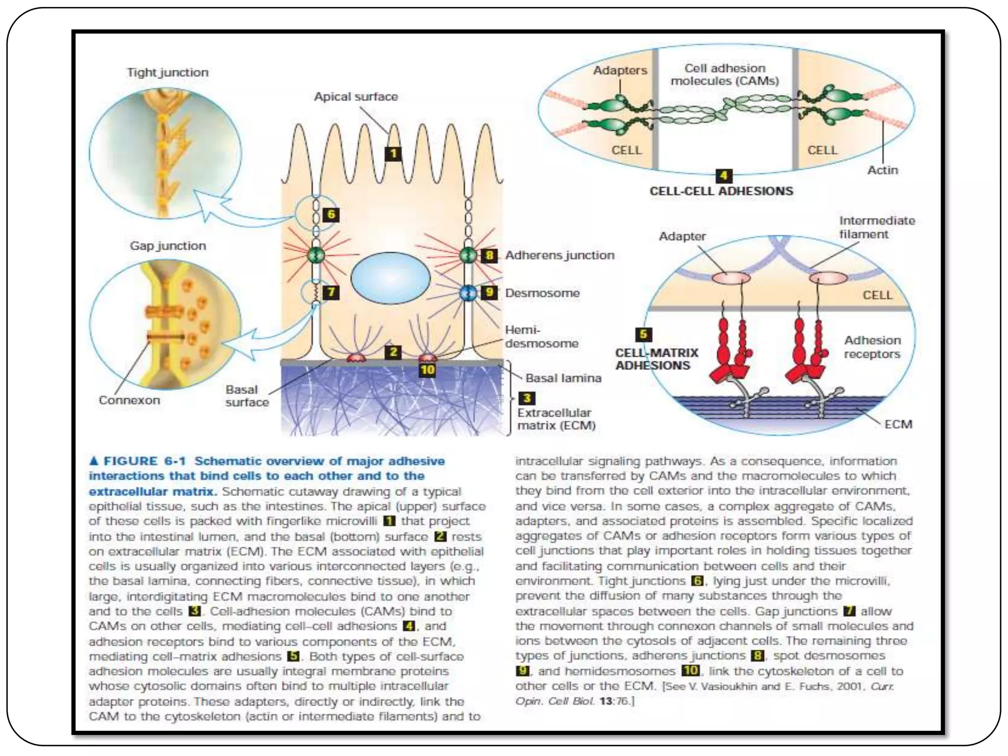 Cell junctions | PPTX
