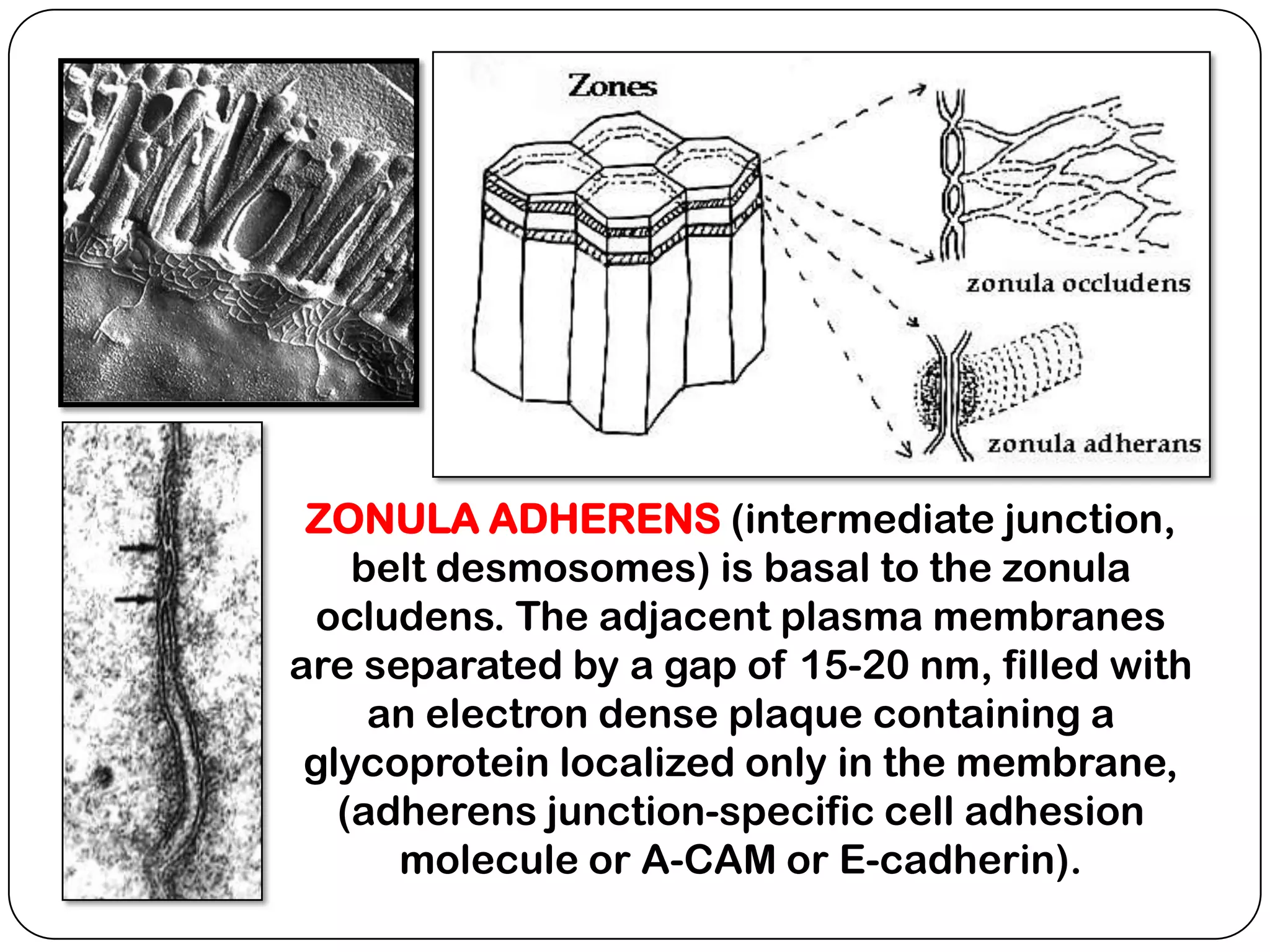 Cell junctions | PPTX
