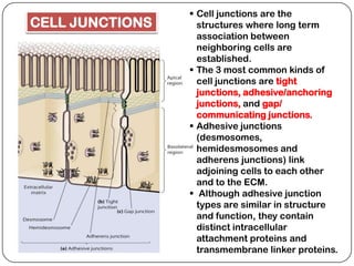 Cell junctions | PPTX