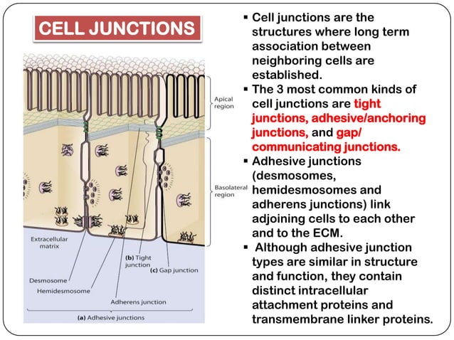 Cell junctions | PPTX