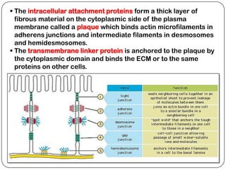 Cell junctions | PPTX