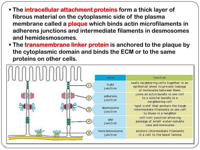 Cell junctions | PPTX