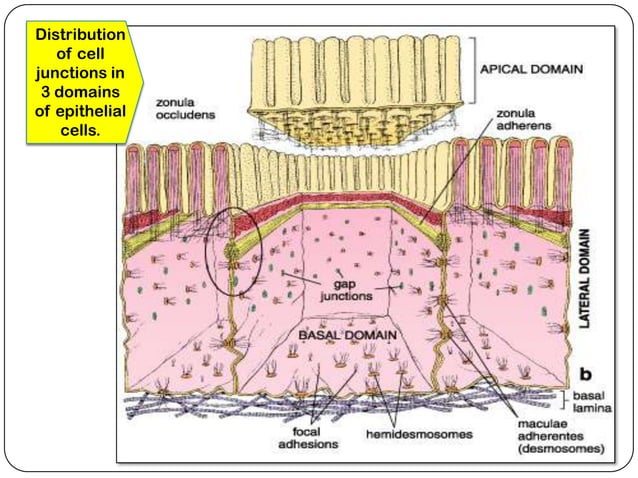 Cell junctions | PPTX