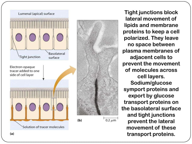 Cell junctions | PPTX