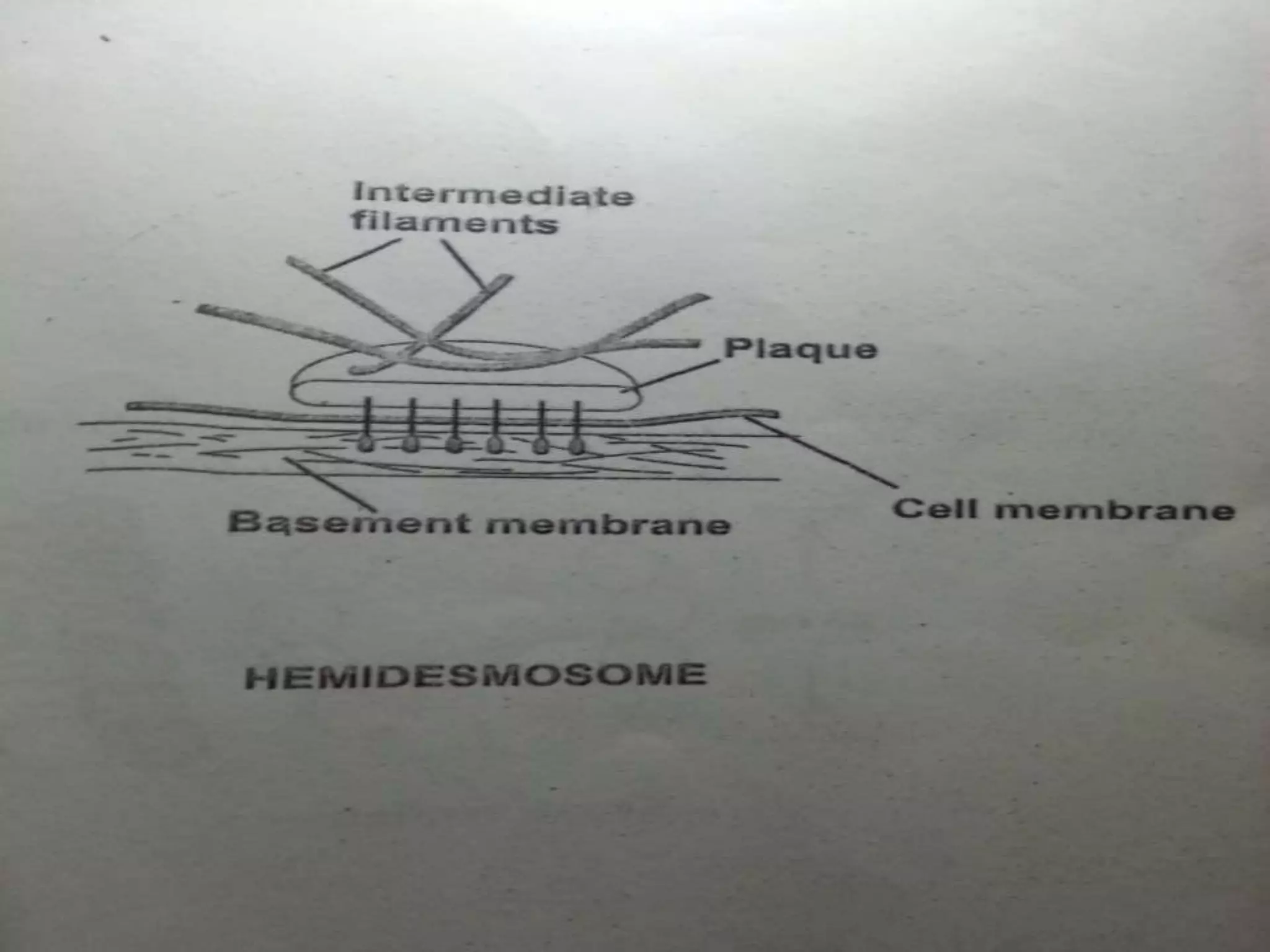 Cell Junctions And Cell Division Pptx