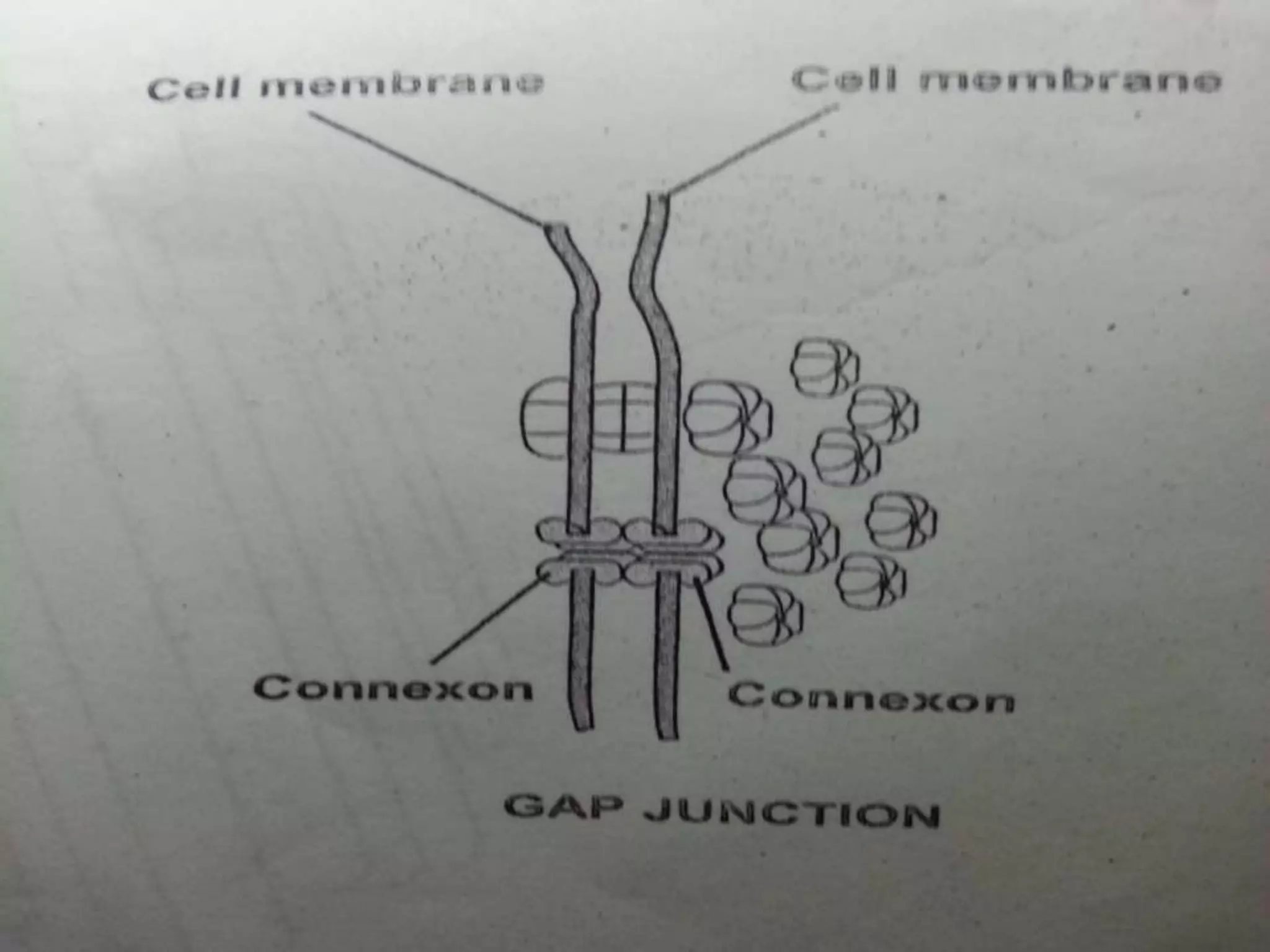 Cell junctions and cell division | PPTX