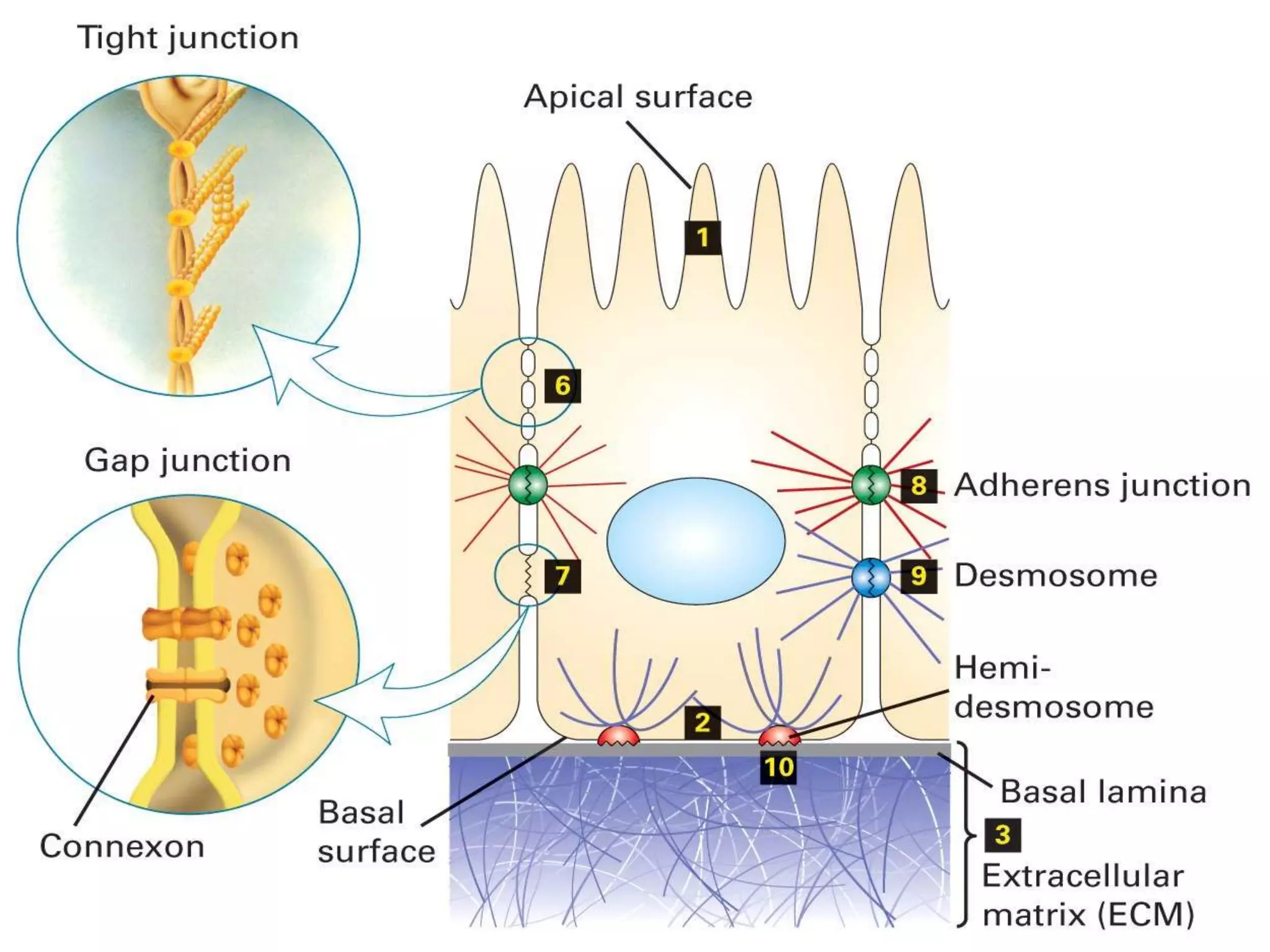 Cell junctions and cell division | PPTX