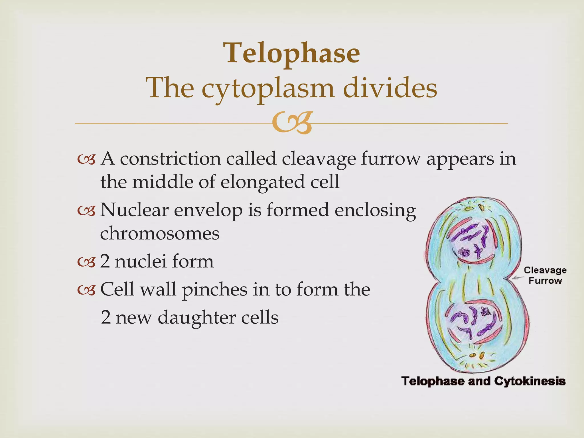 Cell junctions and cell division | PPTX
