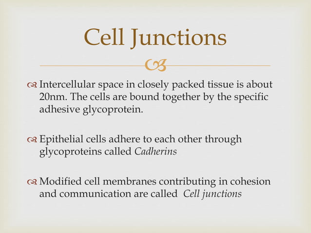 Cell junctions and cell division | PPTX