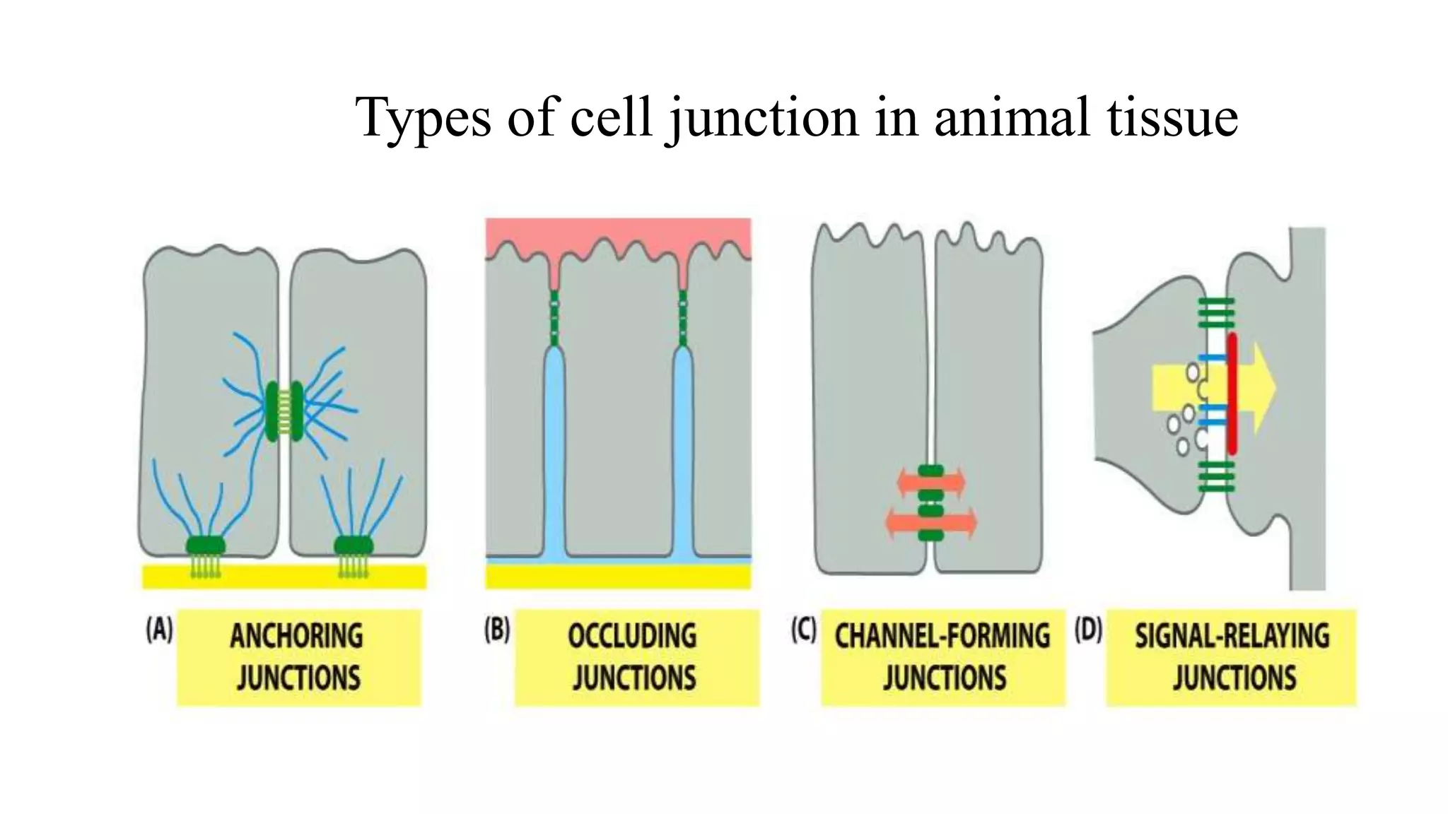 Cell Junctions | PPT