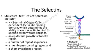 Cell Junctions | PPT