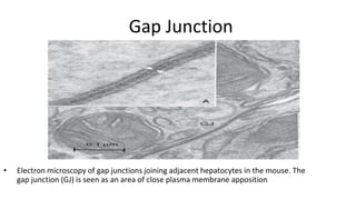 Cell Junctions | PPT